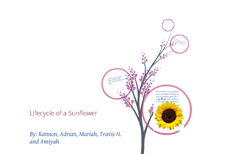 Lifecycle of a Sunflower by Toye Powell on Prezi