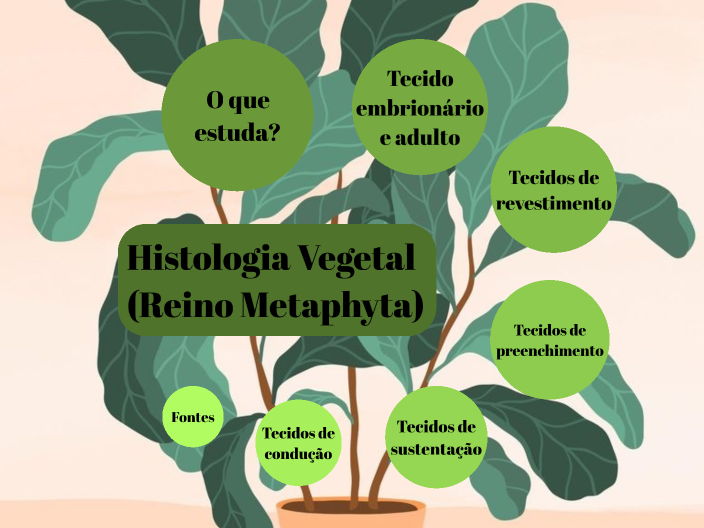 Histologia Vegetal (Reino Metaphyta) by eli su on Prezi