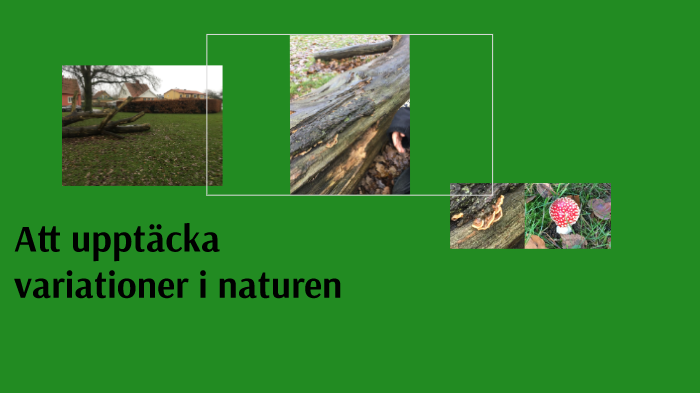 Variationer i naturen by Maria Simonsson on Prezi