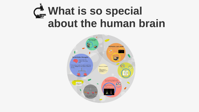 What is so special about the human brain by 진경 이 on Prezi