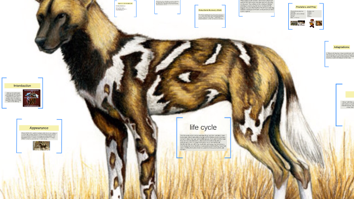 African Wild Dog by Jace Foster on Prezi