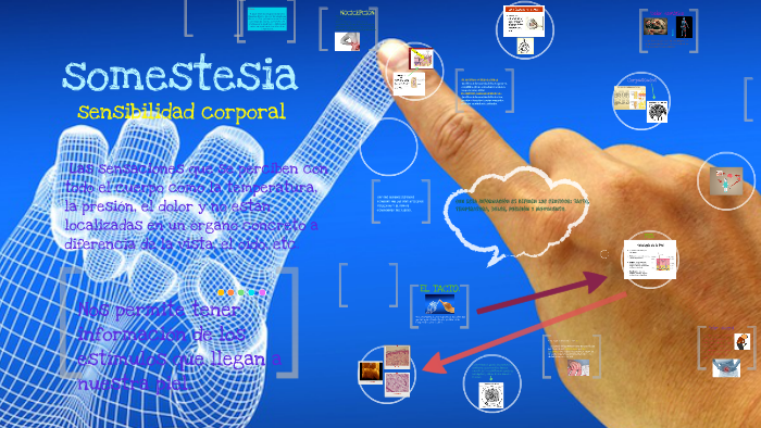 Somestesia by Alejandra Fiallo on Prezi
