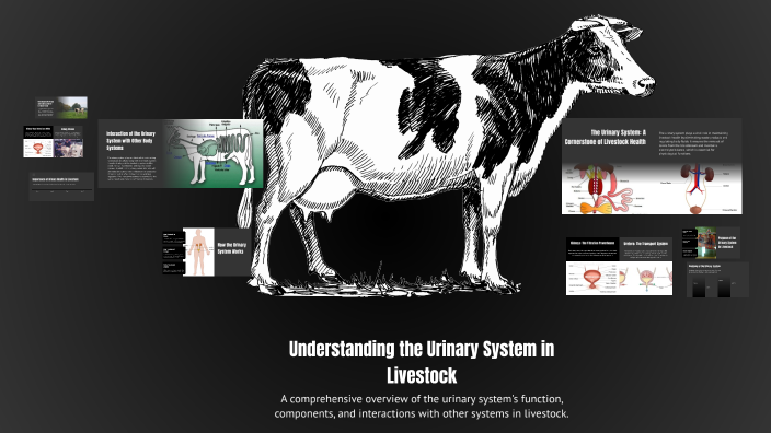 Understanding the Urinary System in Livestock by olivia reyna on Prezi