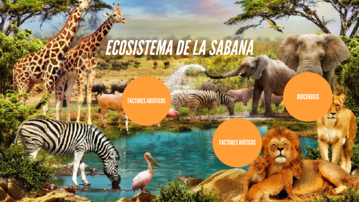 Ecosistema de la sabana by Fran López Gallego on Prezi