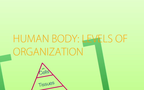Human Body - Levels of Organization by Lindsay Willmann on Prezi