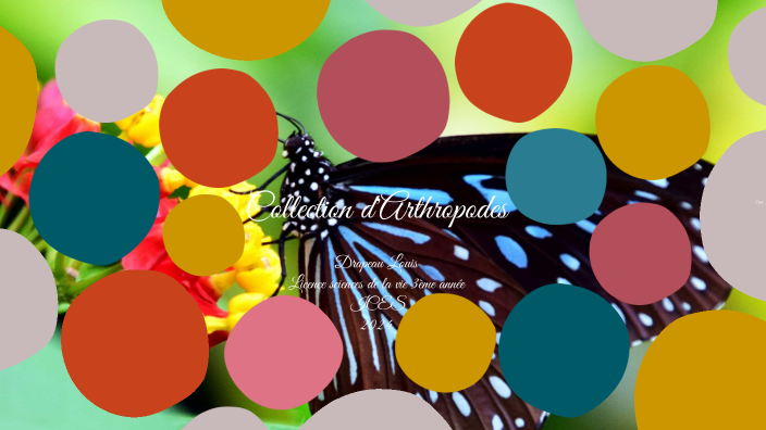 Collection d'Arthropodes by Louis drapeau on Prezi