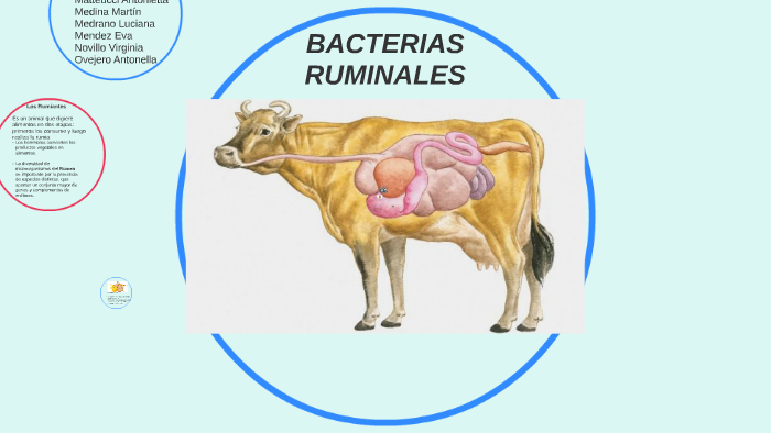 BACTERIAS RUMINALES by Antnietta Matteucci on Prezi