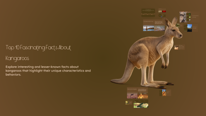 Top 10 Fascinating Facts About Kangaroos by Bobby Marley on Prezi