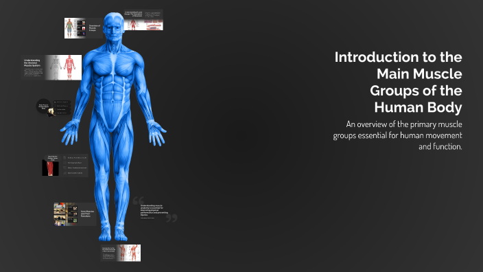 Introduction to the Main Muscle Groups of the Human Body by Rachel ...
