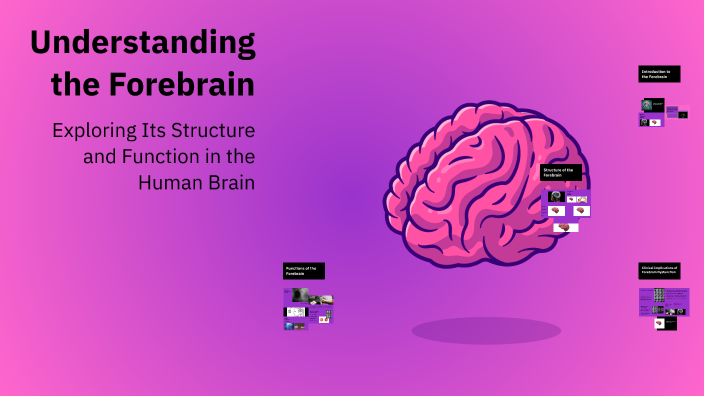 Understanding the Forebrain by Santos, Sharina on Prezi