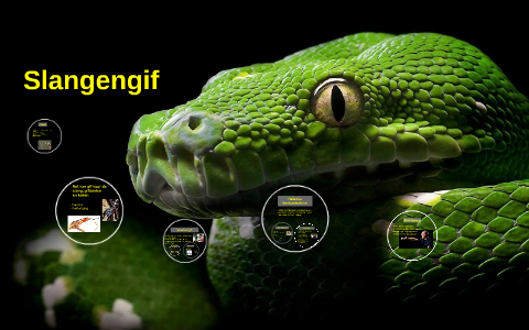 Slangengif by on Prezi