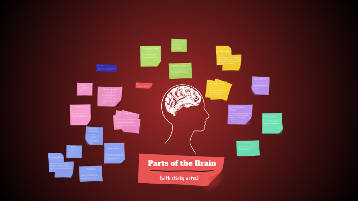 Creative Project on the Brain by Nathan W Andera on Prezi