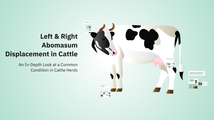 Left & Right Abomasum Displacement in Cattle by Amirhossein Sg on Prezi