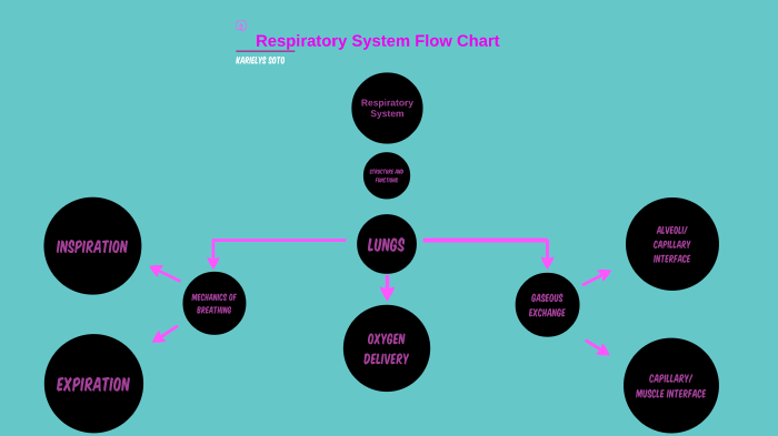 Respiratory System Flow Chart by Robert Martinez on Prezi