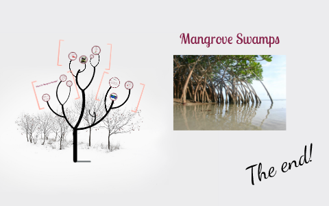 Mangrove Swamps by Sabrina Quinones on Prezi