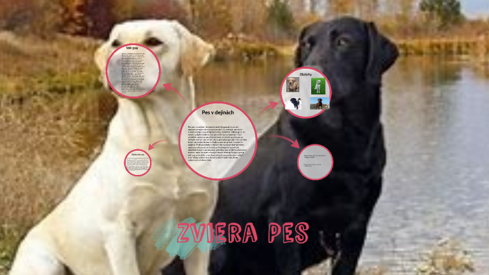 Zviera Pes by Sofia Dobrocká on Prezi