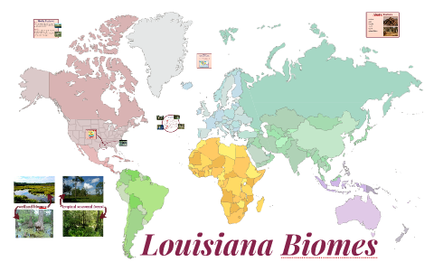 Louisiana Biomes by Chelsea Beshears on Prezi