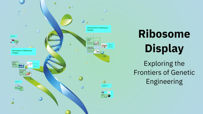 Ribosome Display by saji moha on Prezi