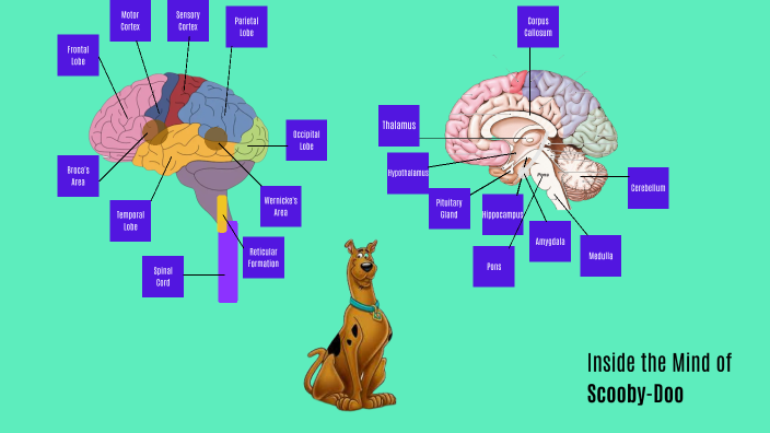 Scooby-Doo Brain Psychology Project by Ava Biniek on Prezi