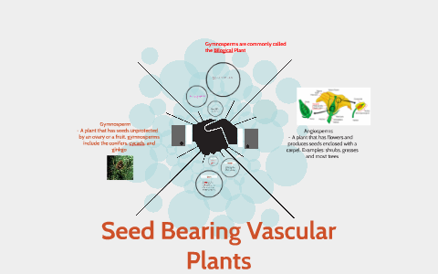 Seed Bearing Vascular Plants by Matt Norton on Prezi