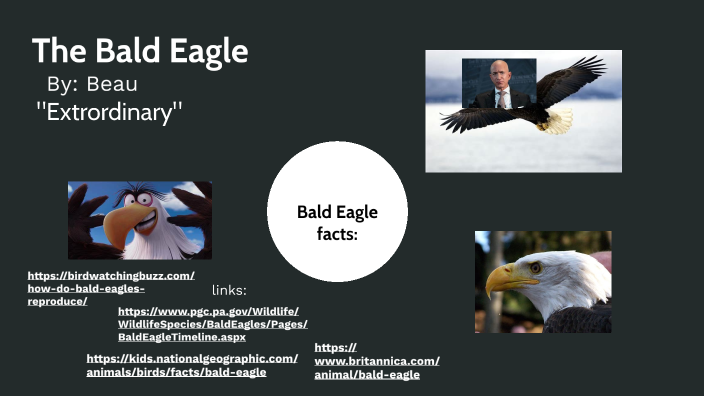 bald eagles science prezi by Beau Bonnell on Prezi