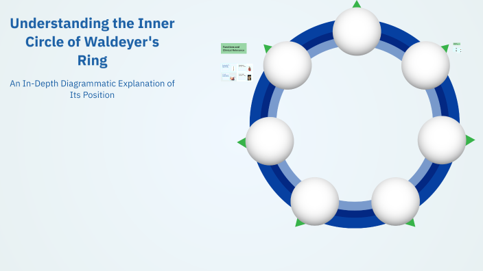 Understanding the Inner Circle of Waldeyer's Ring by Mohamed Yousry on ...