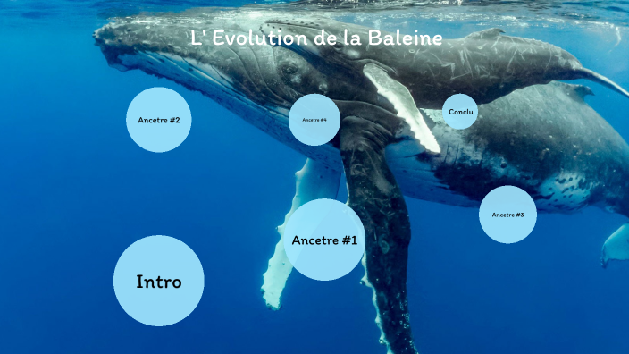 L'Evolution de la Baleine by Esther Sagara on Prezi