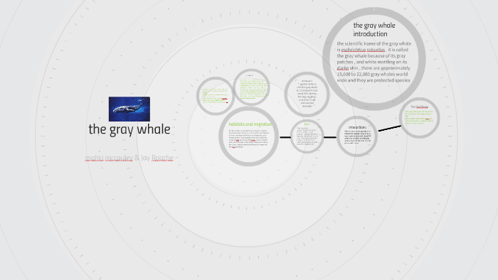 the gray whale by mahki mccauley on Prezi