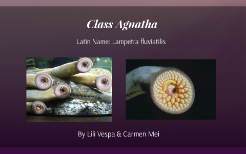 Agnatha by carmen mei on Prezi