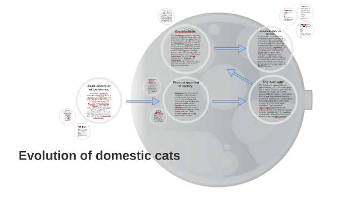 Evolution of domestic cats by lauren smith on Prezi