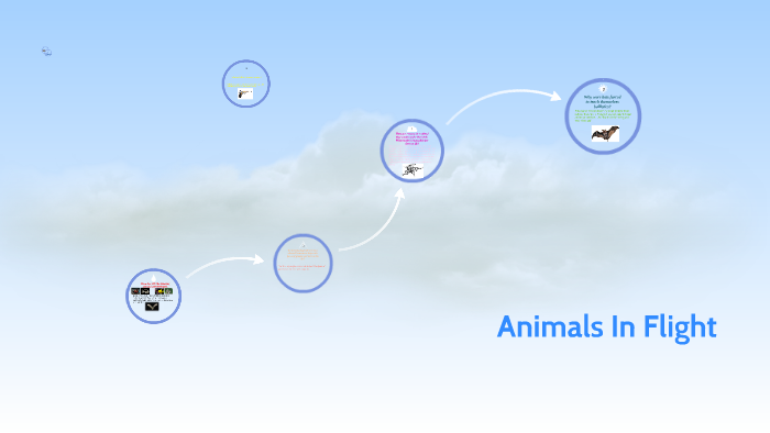 Animals In Flight by Mantika M on Prezi