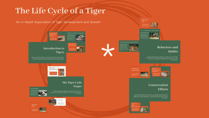 The Life Cycle of a Tiger by ALEXANDER RUZ on Prezi