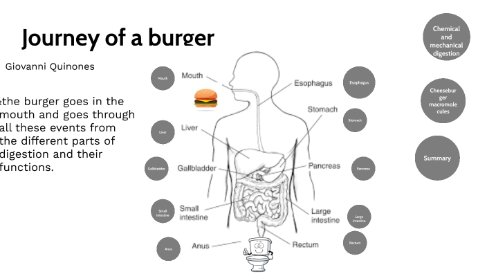 Journey of a burger by Giovanni Quinones on Prezi