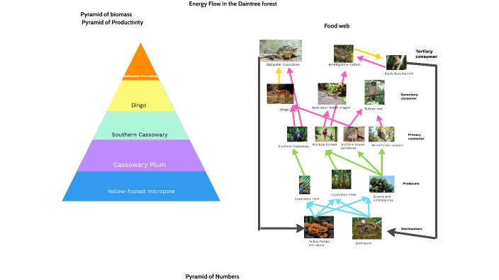 Energy Flow in the Daintree forest by olivia levie on Prezi
