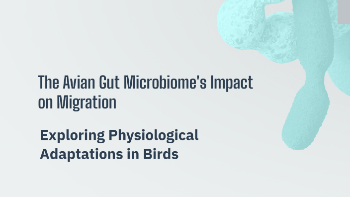 The Avian Gut Microbiome's Impact on Migration by Lakhvinder Singh on Prezi