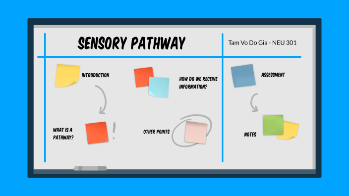 Somatic Sensory Pathway by Tam Vo Do Gia on Prezi