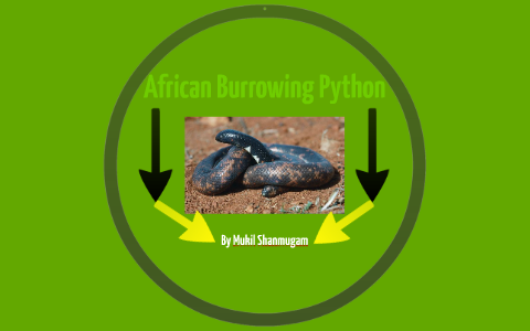 African Burrowing Python by M S