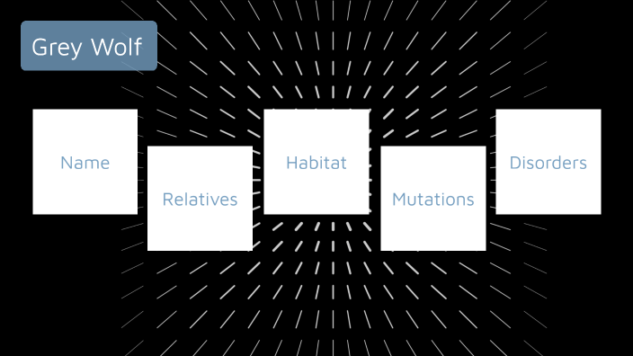 Grey Wolf Species information by Molly Magera on Prezi