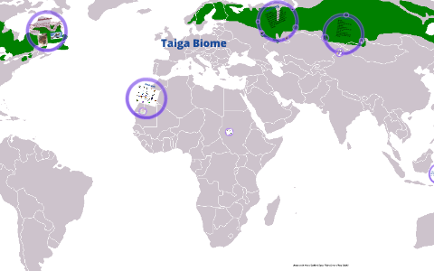 Taiga Biome in a Box by Muhammad Rehmat on Prezi