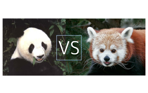 Giant Pandas VS Red Pandas by aeden hooper on Prezi
