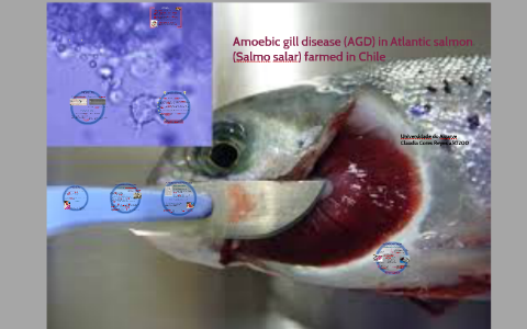 Amoebic gill disease (AGD) in Atlantic salmon (Salmo salar) by on Prezi