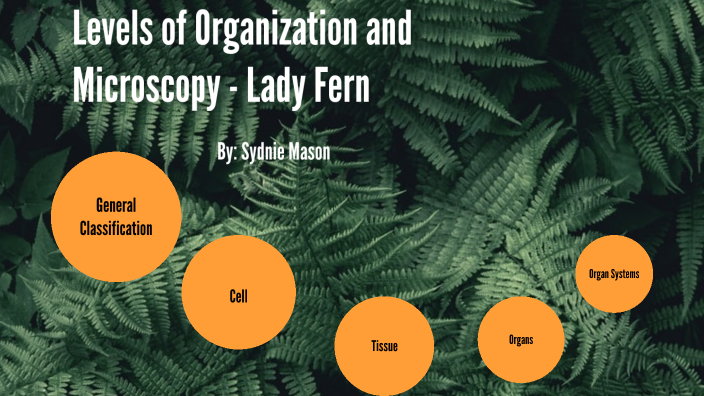 Levels of Organization and Microscopy by Sydnie Mason on Prezi