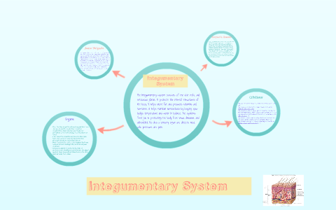 Integumentary System by leslie gonzalez on Prezi