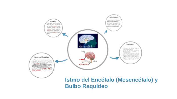 Que Es Istmo Del Encefalo - Servicio De Citas En Pais Vasco