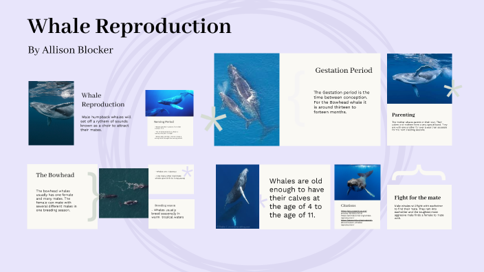 whale reproductive system by Allison Blocker on Prezi
