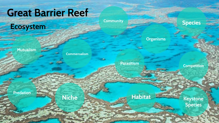 Great Barrier Reef by Harrison Stills on Prezi