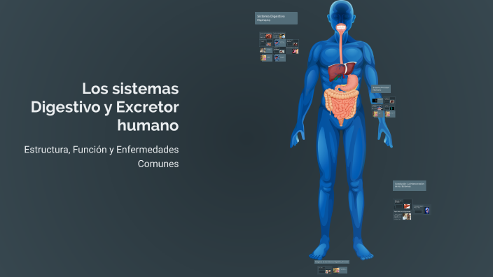 Los sistemas Digestivo y Excretor humano by Juanito 69 on Prezi