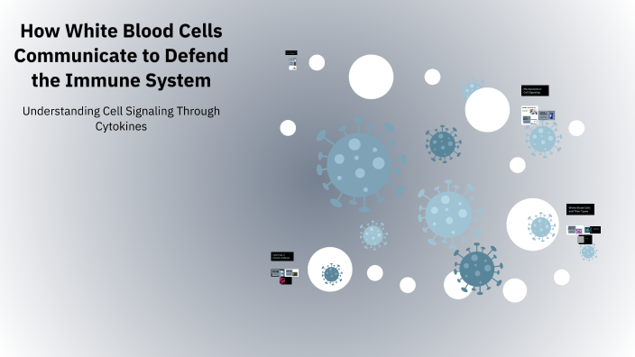 How White Blood Cells Communicate to Defend the Immune System by Mabel ...