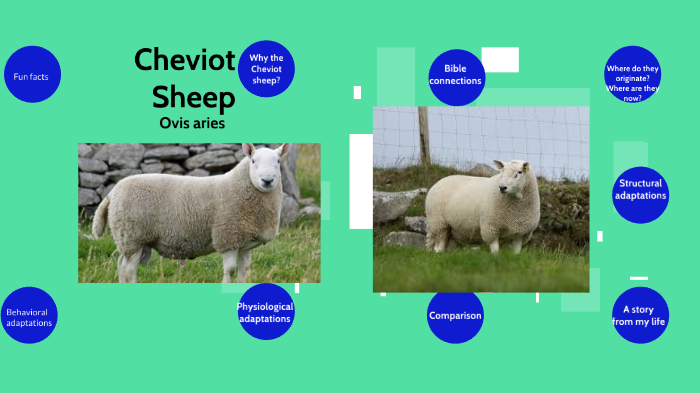Sheep Adaptations and information. by Keziah Porter on Prezi
