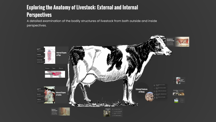 Exploring the Anatomy of Livestock: External and Internal Perspectives ...
